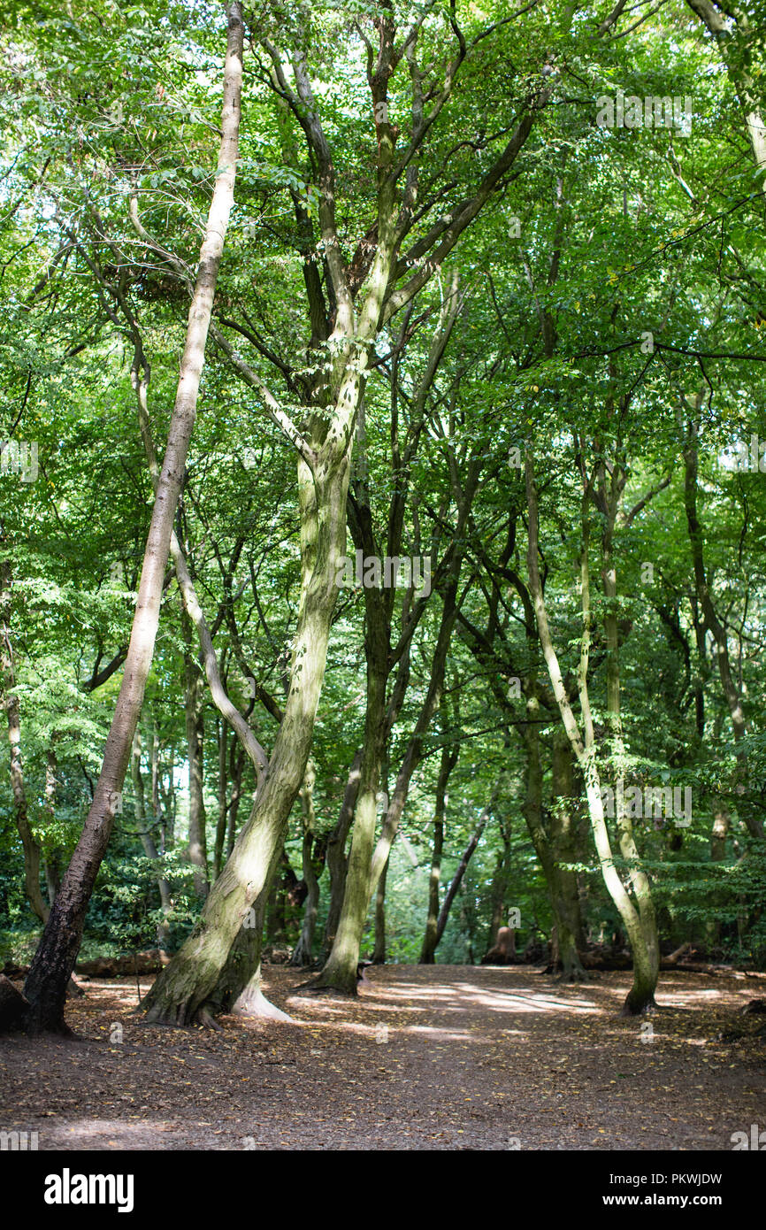 Beautiful paths and walking routes through Highgate Woods in the ...
