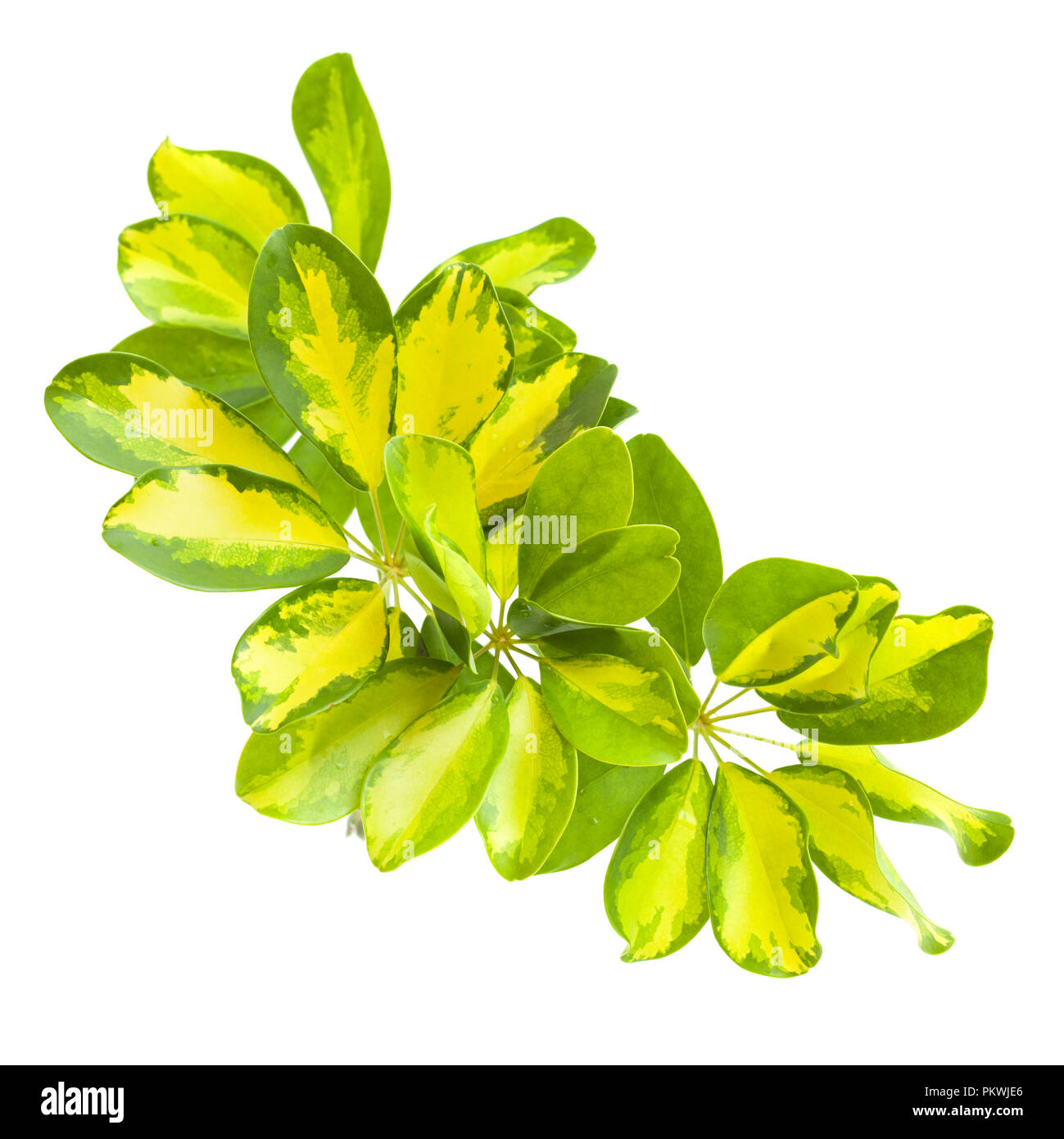leaves of dwarf umbrella tree isolated on white background Stock Photo ...
