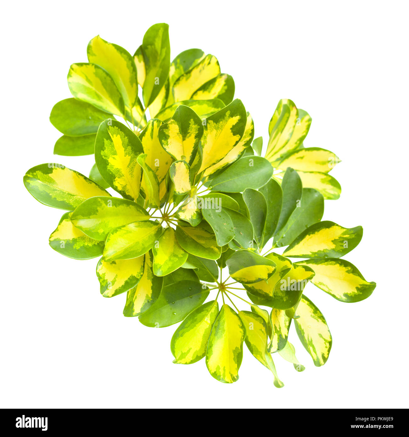 leaves of dwarf umbrella tree isolated on white background Stock Photo ...