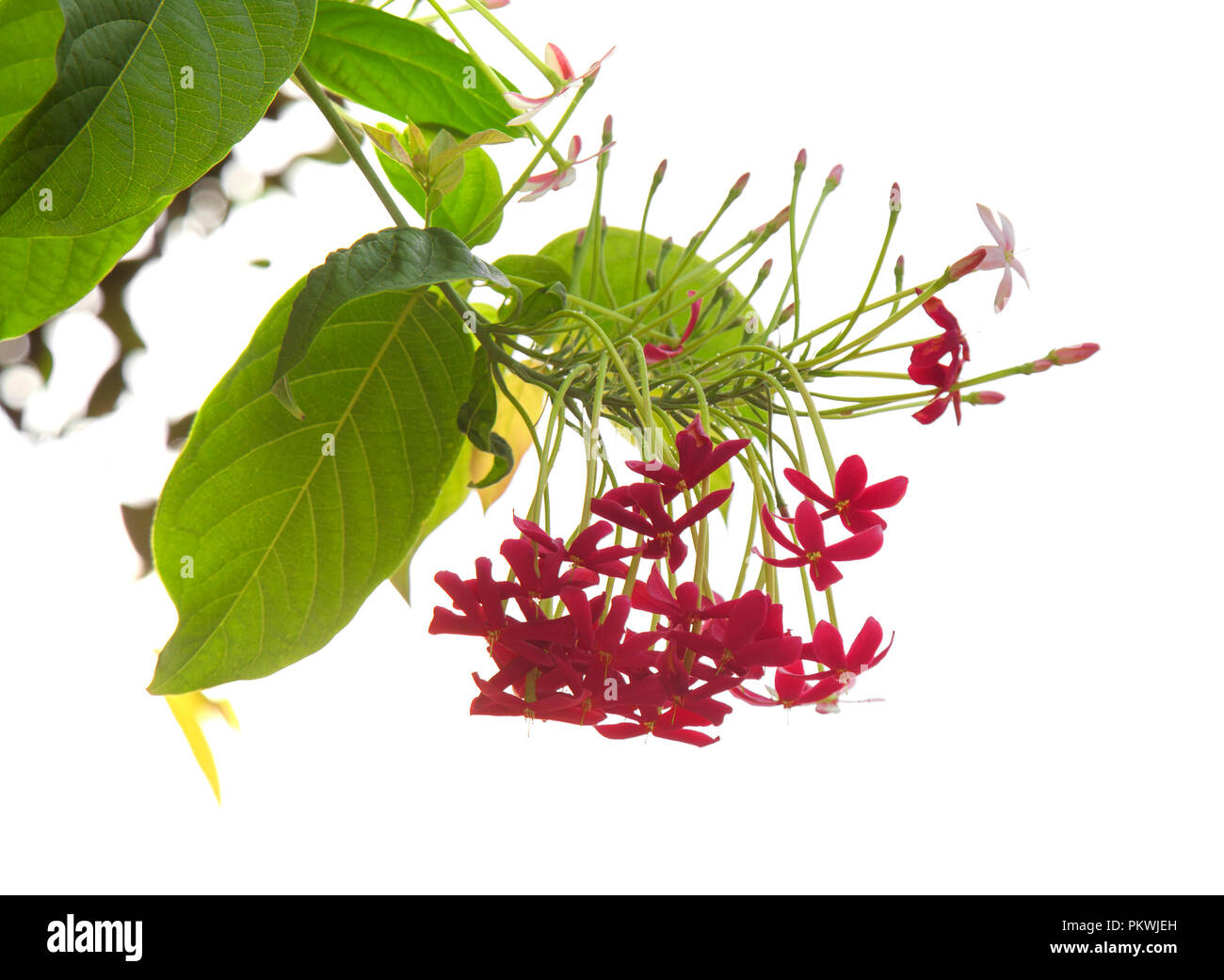 Beautiful dark red and pink flowers of Chinese honeysuckle isolated on ...