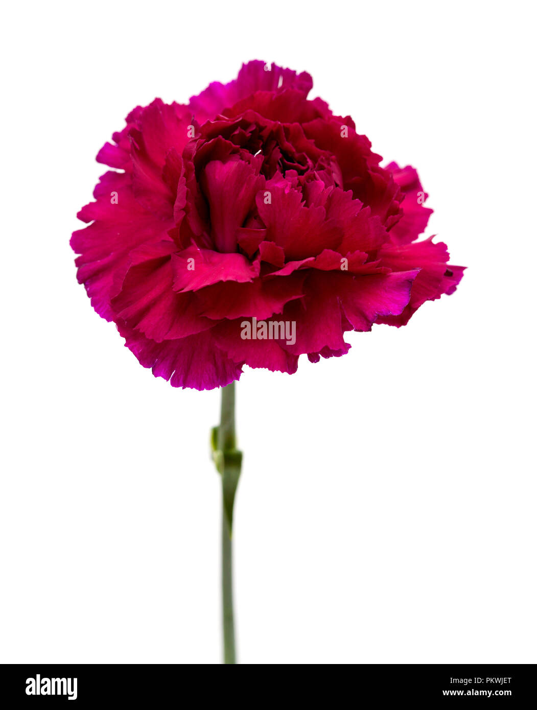 unusual dark purple carnation flower isolated on white background Stock ...