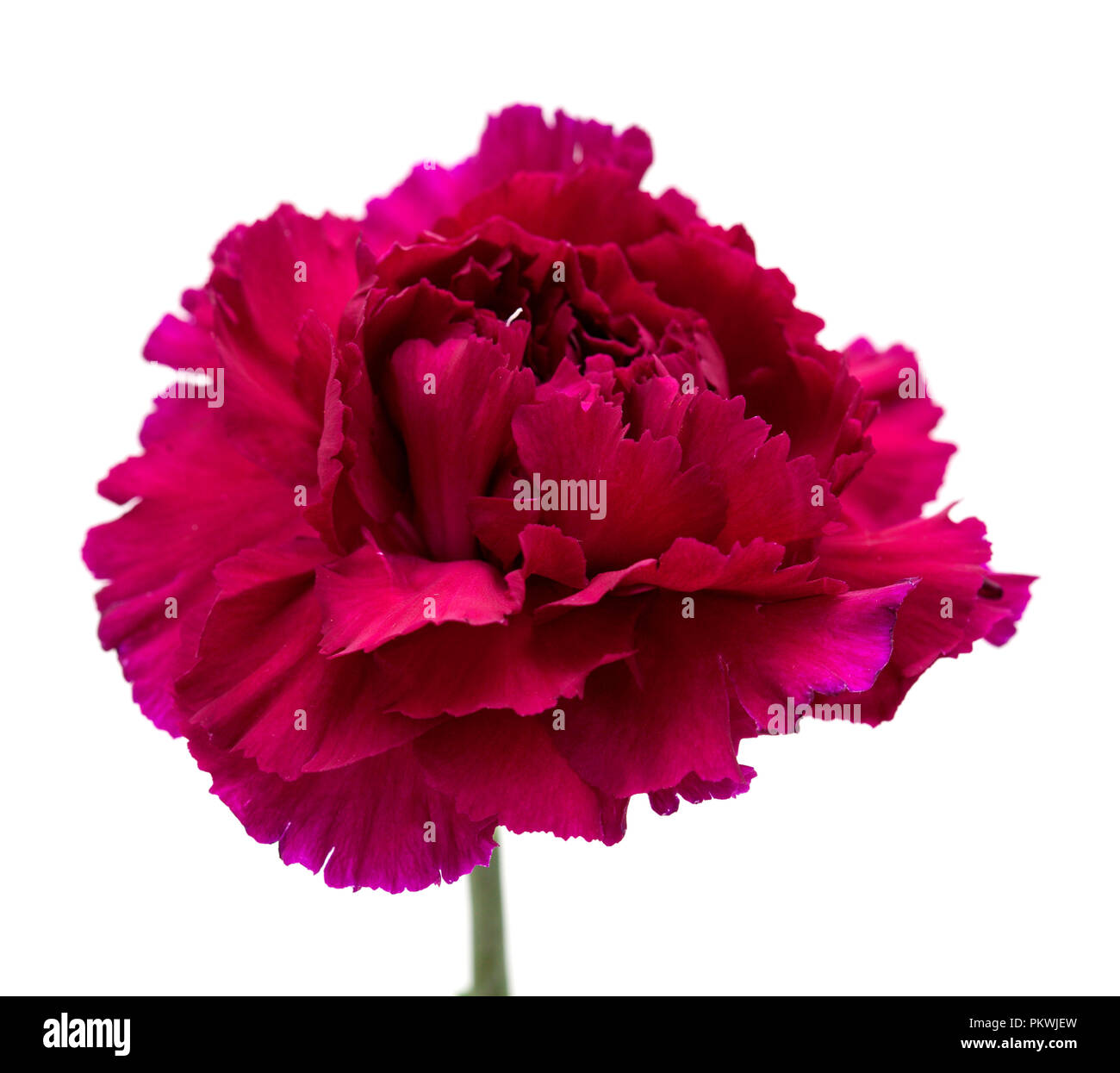 unusual dark purple carnation flower isolated on white background Stock ...