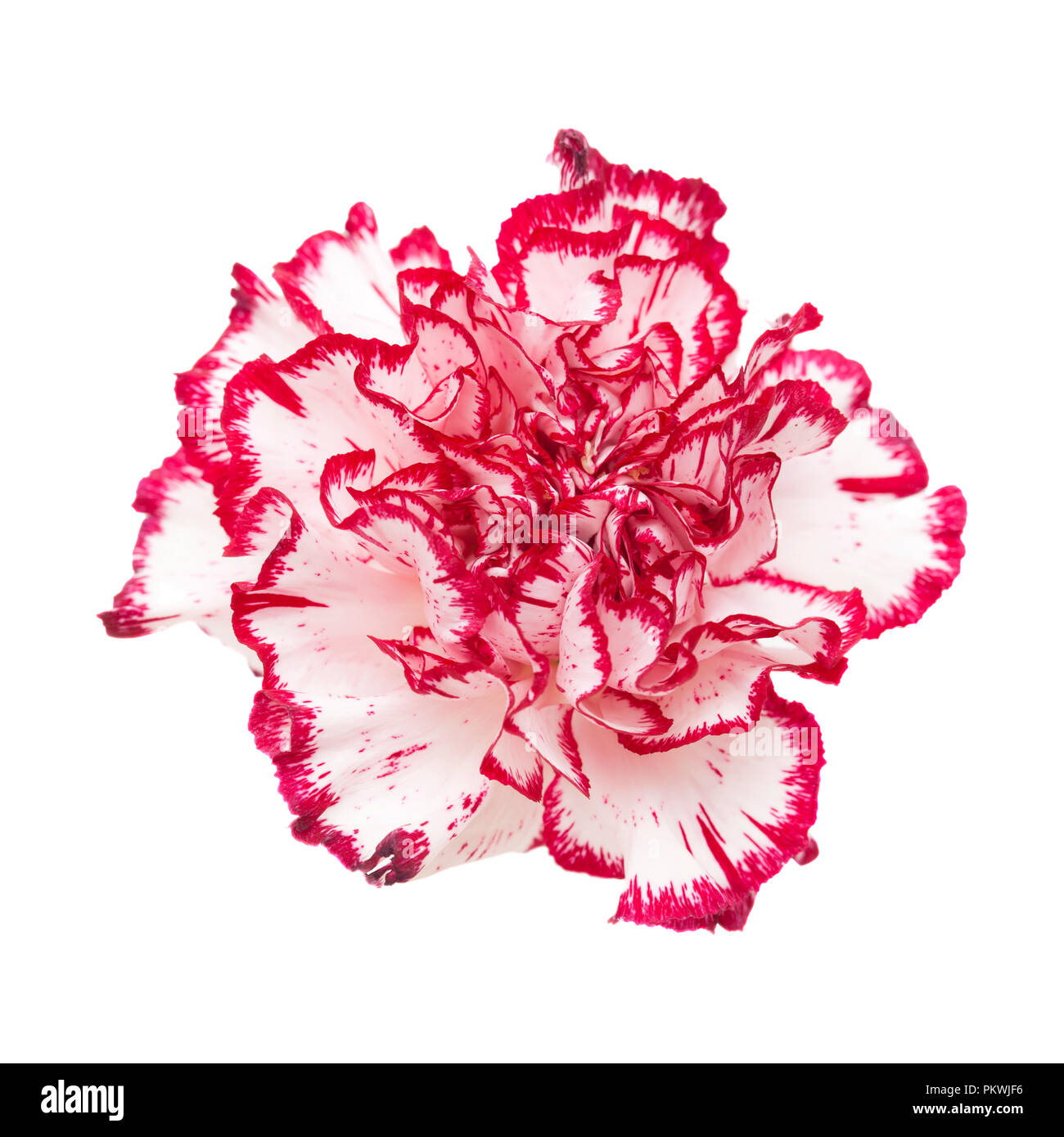 unusual variegated carnation, white with red edges, isolated Stock ...