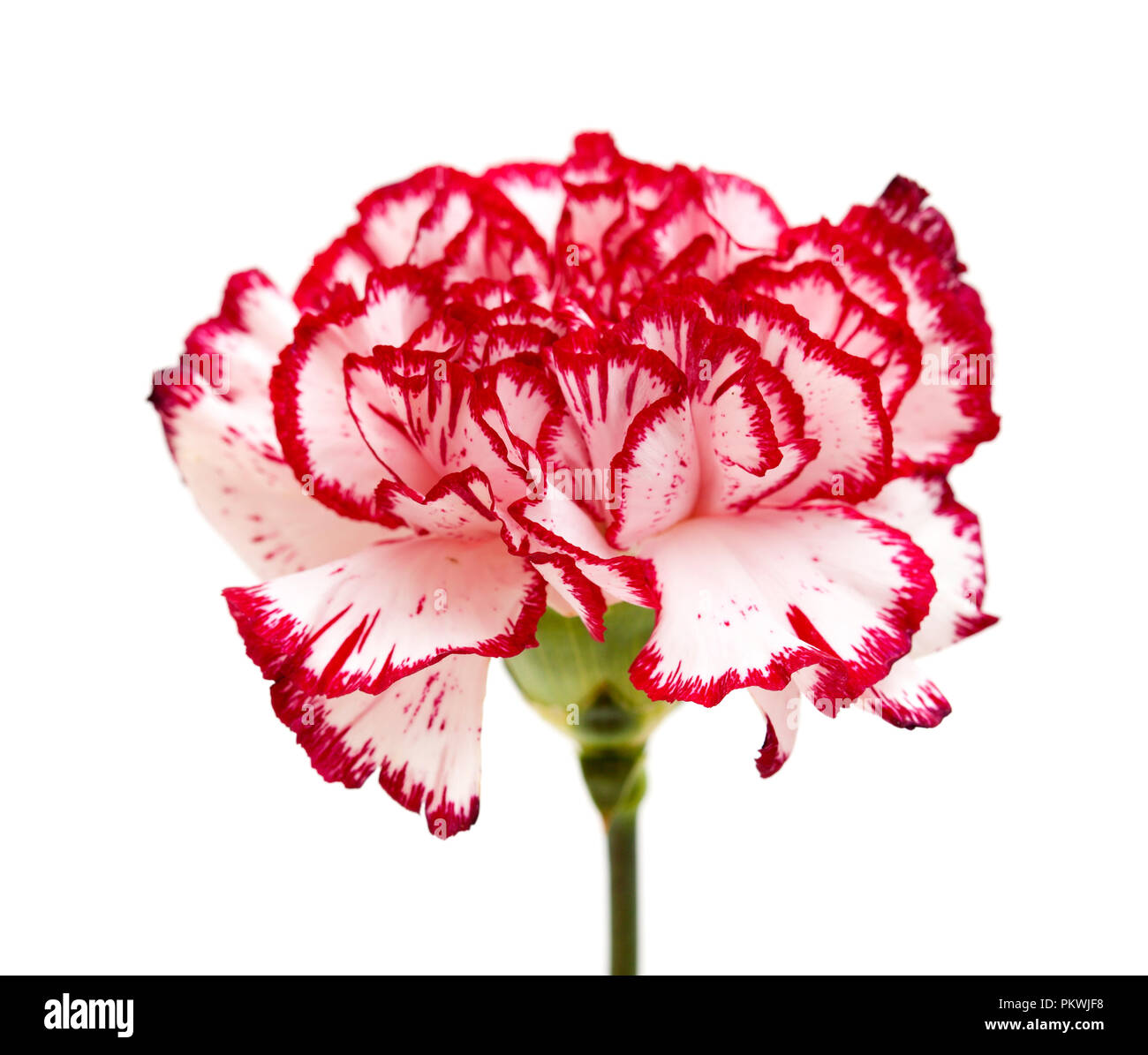 unusual variegated carnation, white with red edges, isolated Stock ...