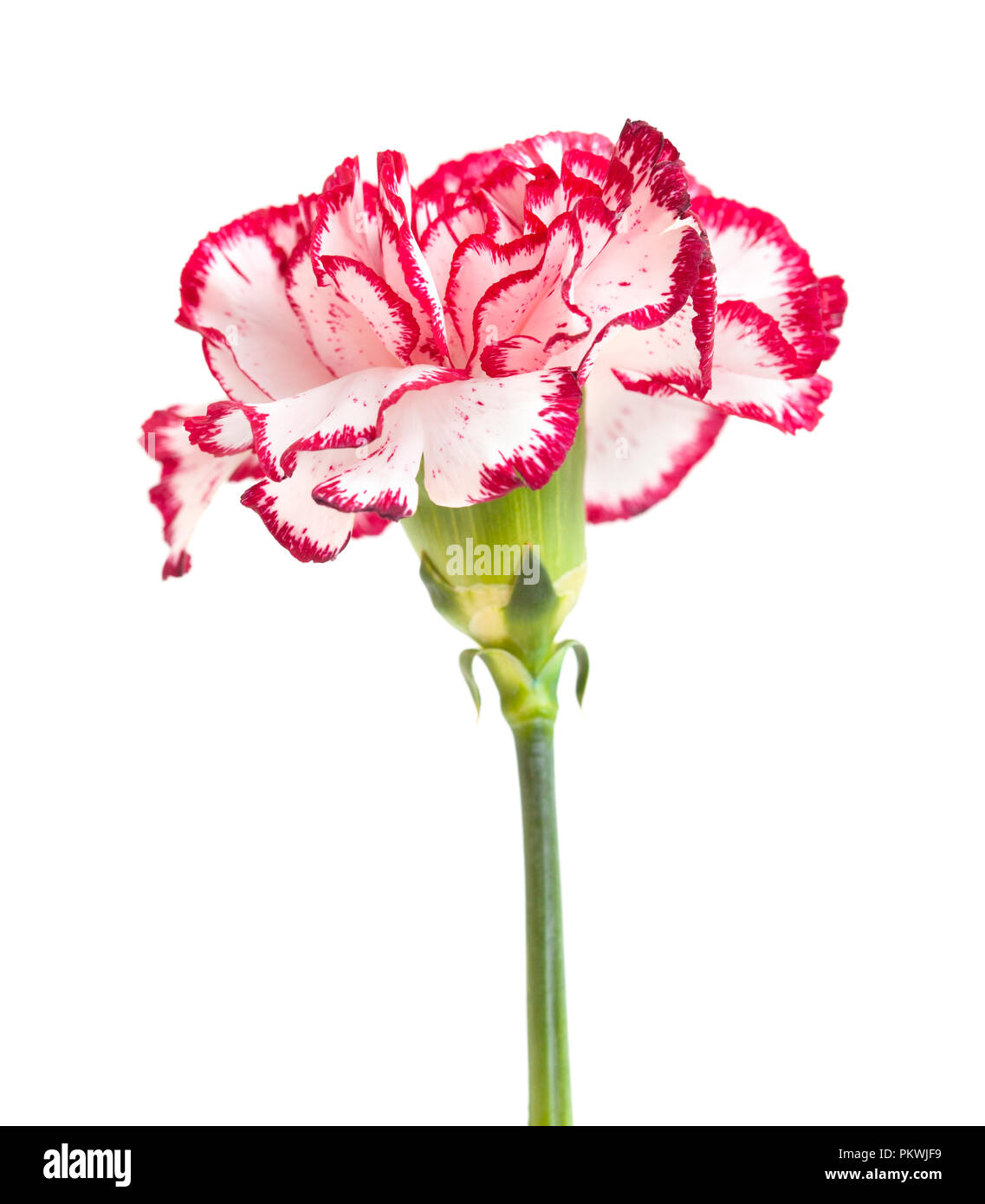 unusual variegated carnation, white with red edges, isolated Stock ...