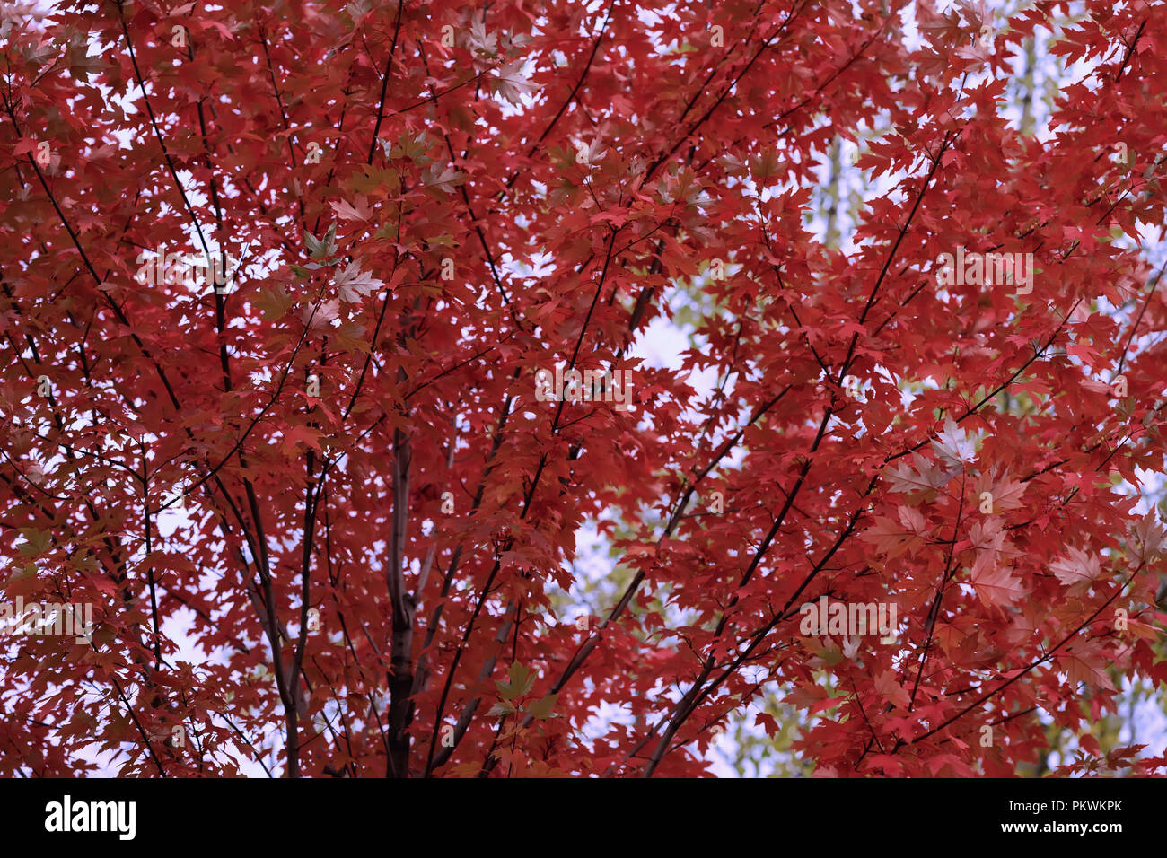 Bright autumn scenic vivid colorful tree crown, flying from the wind ...