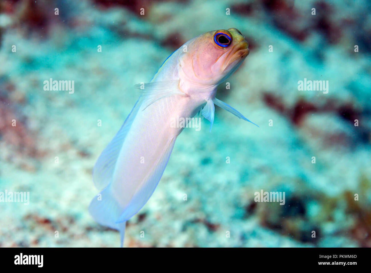Coral reef in Carbiiean Sea yellowhead jawfish,Opistognathus aurifrons ...