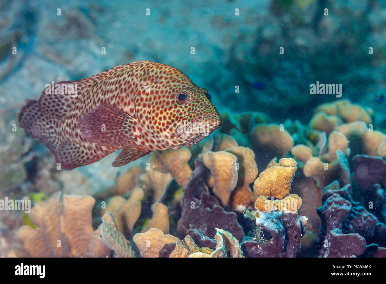 Coral reef in Carbiiean Sea, coney Cephalopholis fulva is a species of ...