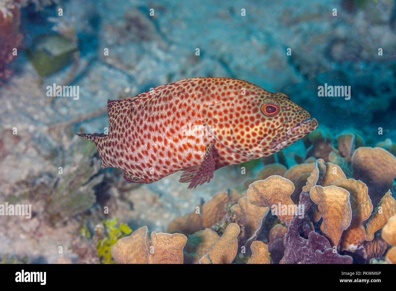 Coney fish caribbean hi-res stock photography and images - Alamy