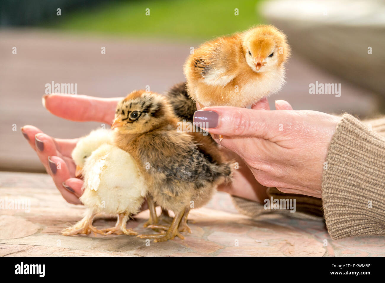 Cute chicken hi-res stock photography and images - Alamy