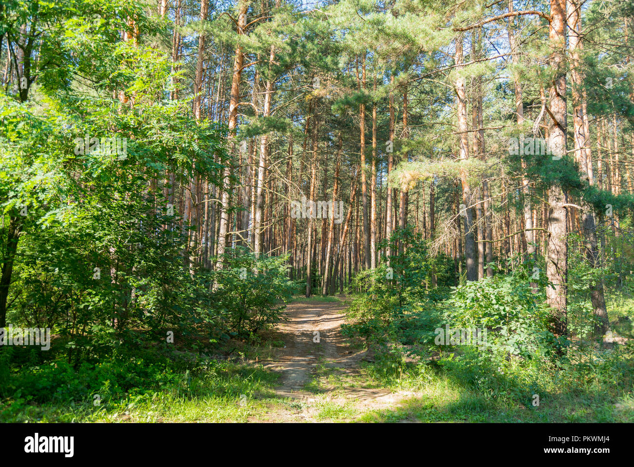 Beautiful nature at morning in the misty spring forest with sun rays ...