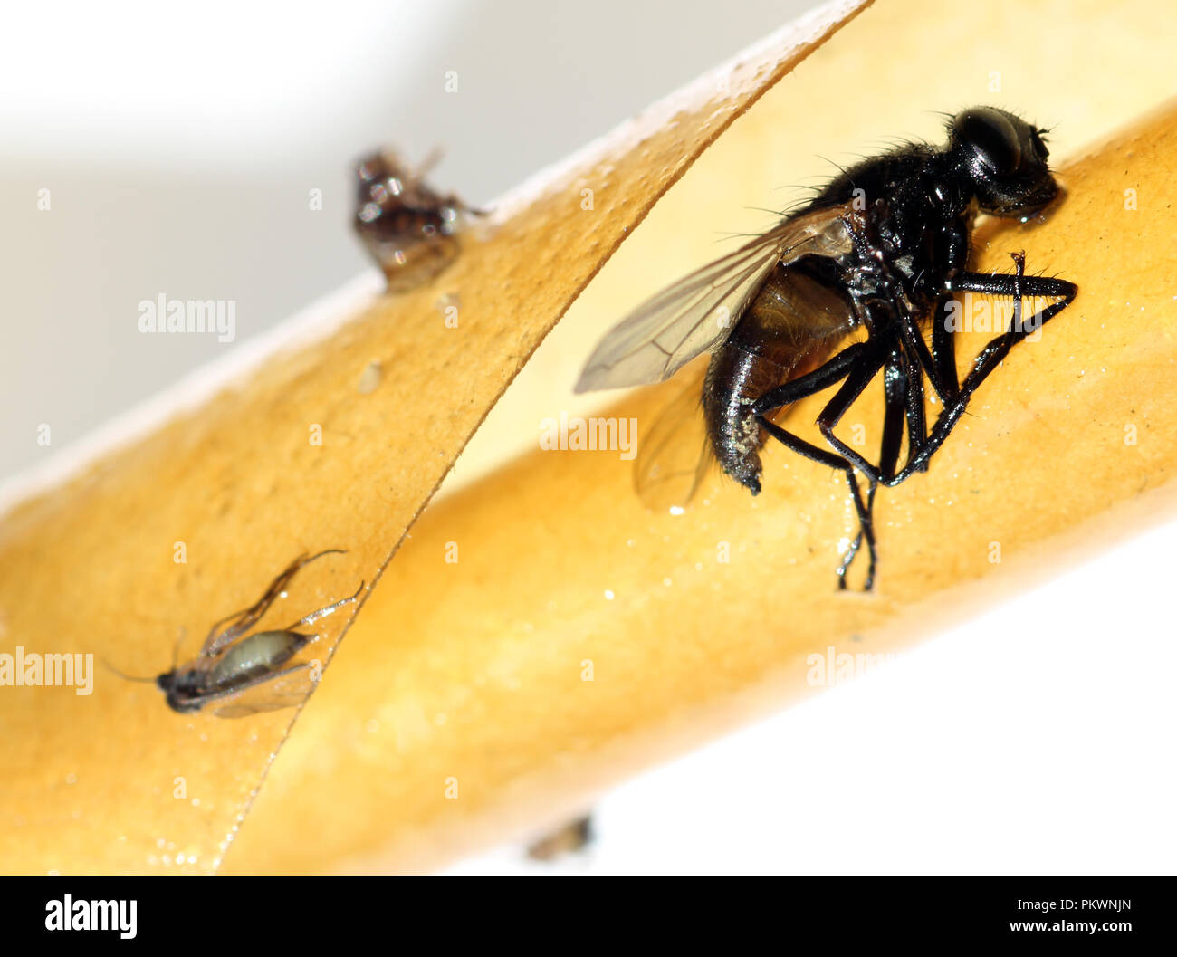 Household pests hi-res stock photography and images - Alamy