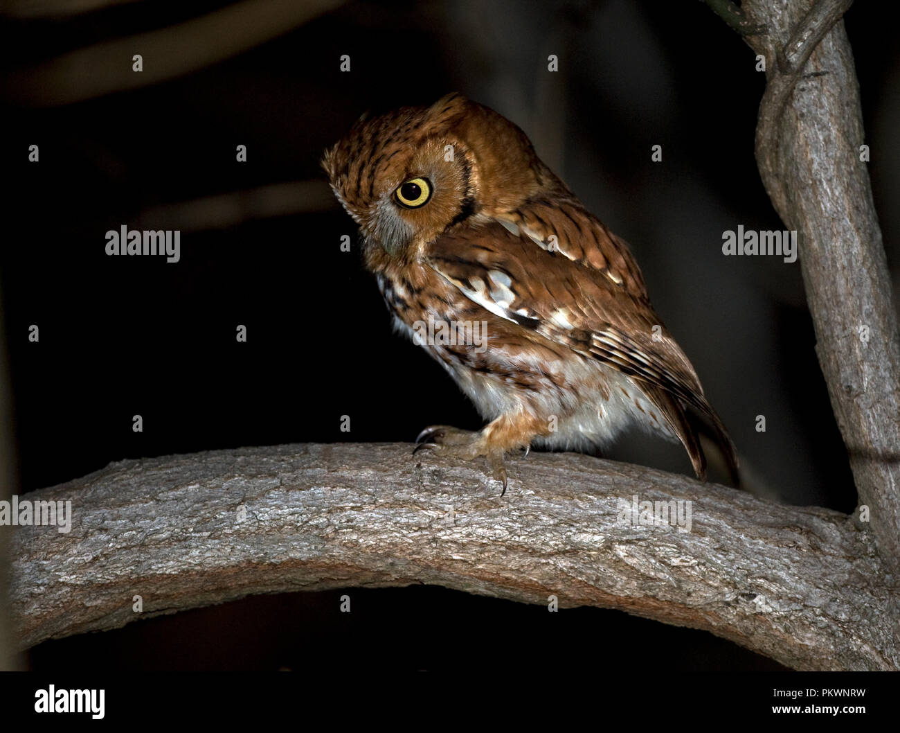 Common screech owl hi-res stock photography and images - Alamy