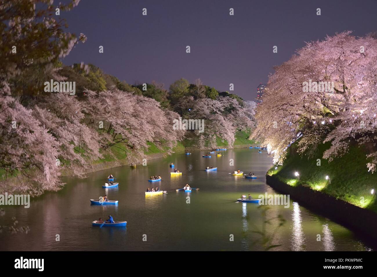 Night Landscape of Tokyo, Japan during spring Cherry blossom festival ...