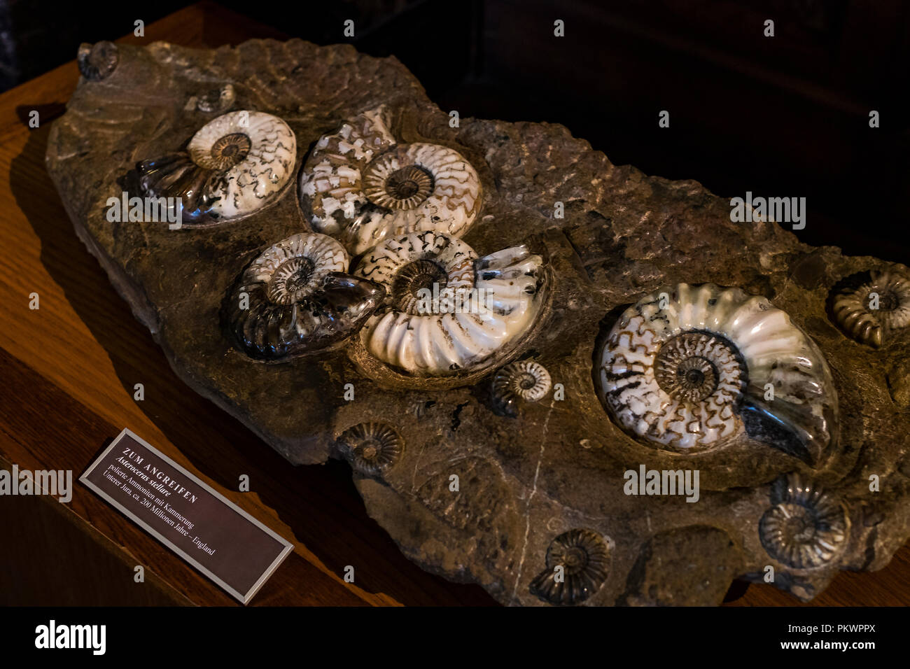 Fossil protozoa hi-res stock photography and images - Alamy
