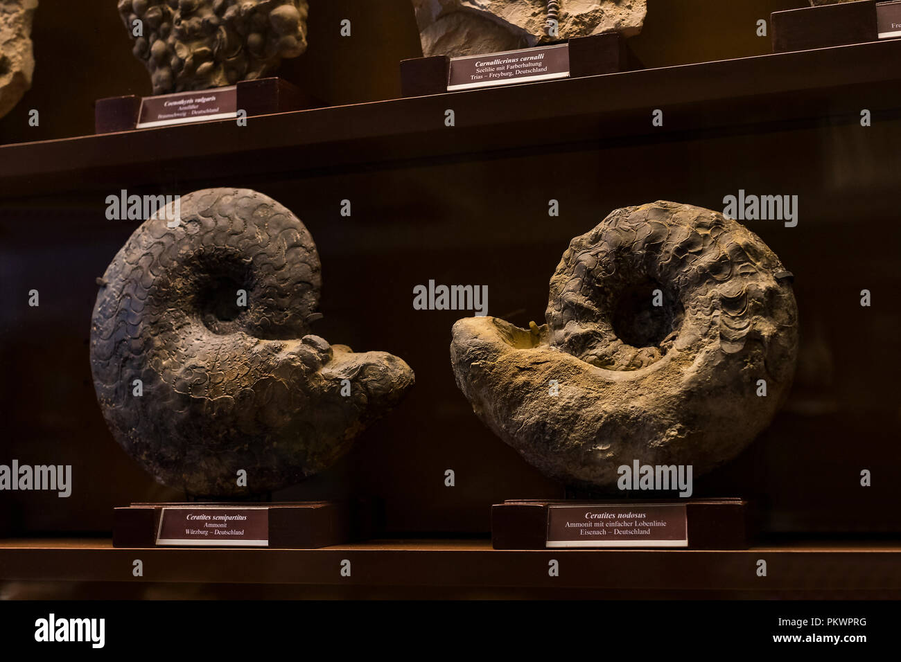 Science of mollusks hi-res stock photography and images - Alamy