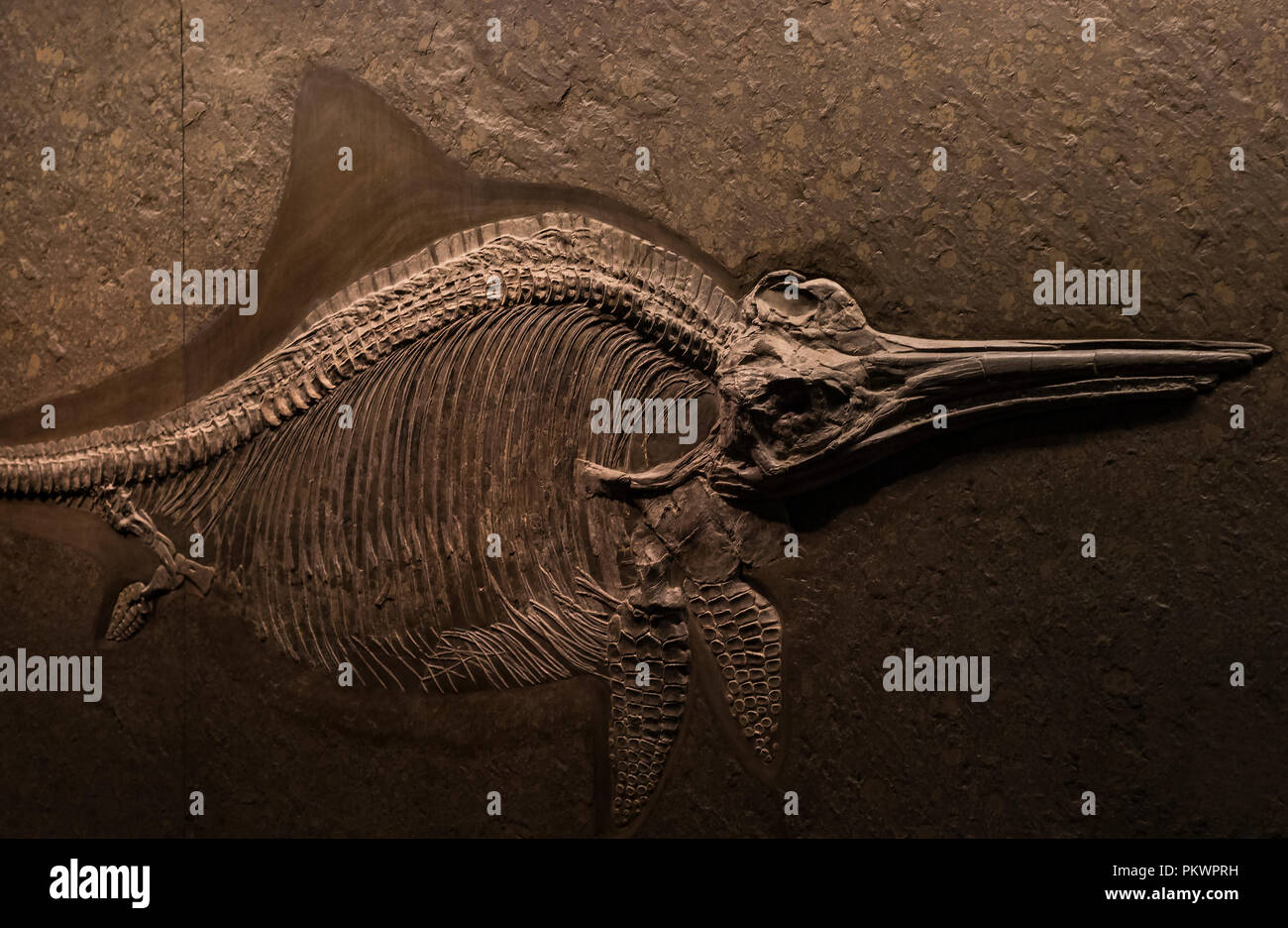 3 SEPTEMBER 2018, VIENNA, AUSTRIA: Exposition of fossil protozoa and ...