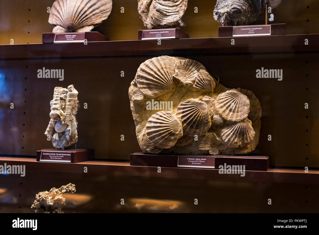 3 SEPTEMBER 2018, VIENNA, AUSTRIA: Exposition of fossil protozoa and ...