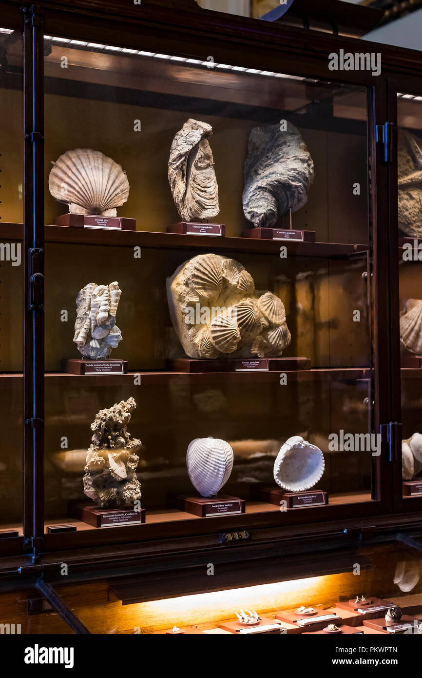 3 SEPTEMBER 2018, VIENNA, AUSTRIA: Exposition of fossil protozoa and ...