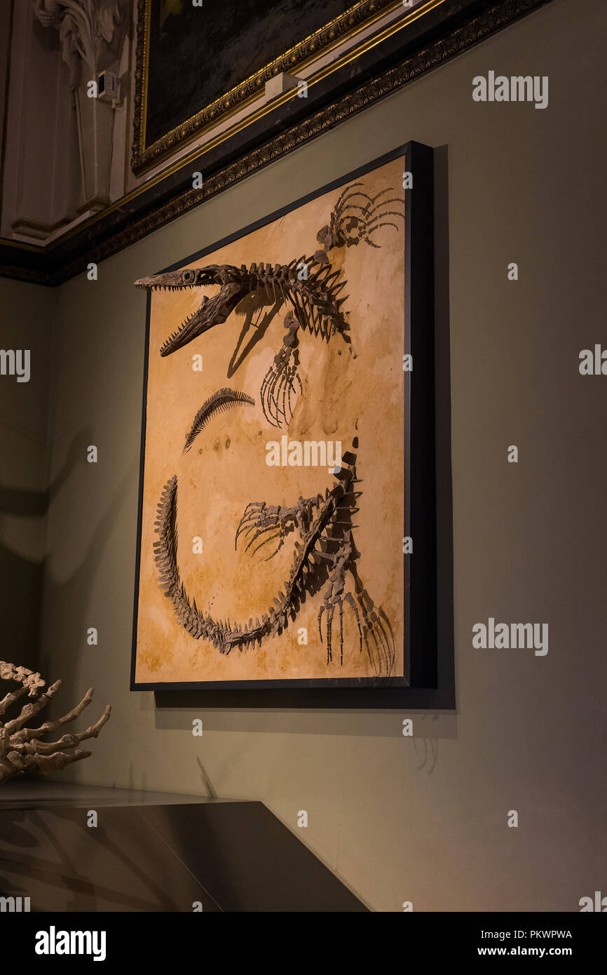 3 SEPTEMBER 2018, VIENNA, AUSTRIA: Exposition of fossil protozoa and ...