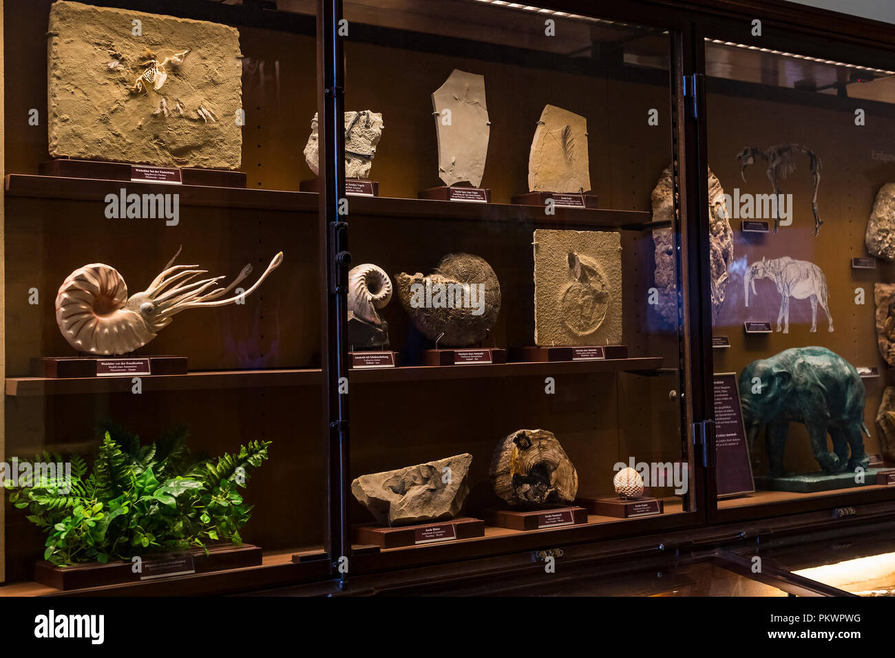 3 SEPTEMBER 2018, VIENNA, AUSTRIA: Exposition of fossil protozoa and ...