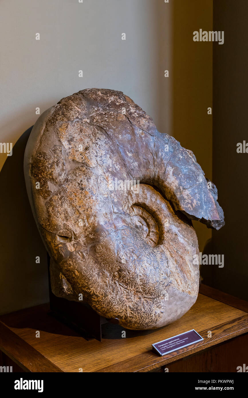 3 SEPTEMBER 2018, VIENNA, AUSTRIA: Exposition of fossil protozoa and ...