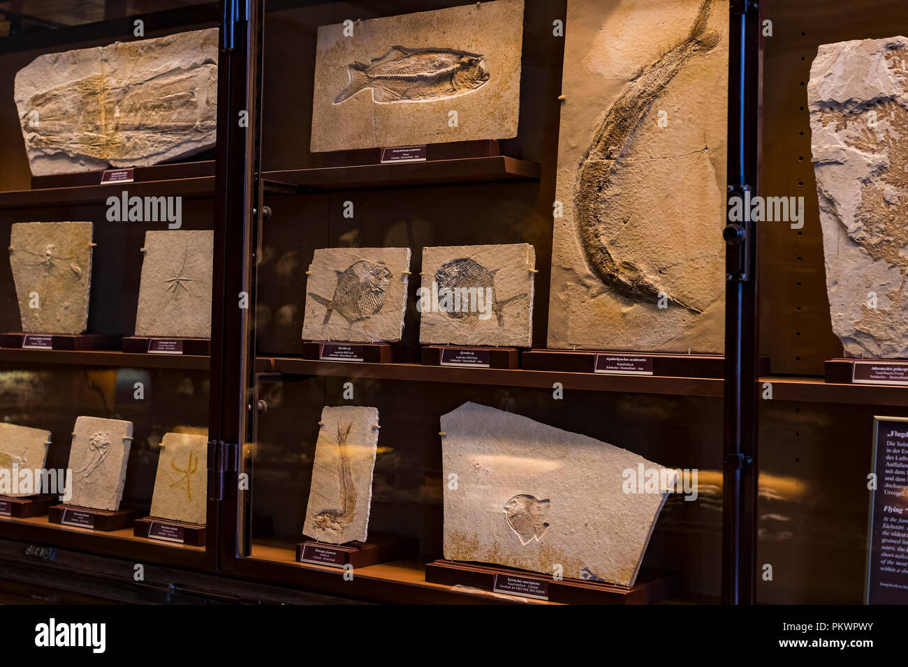 3 SEPTEMBER 2018, VIENNA, AUSTRIA: Exposition of fossil protozoa and ...