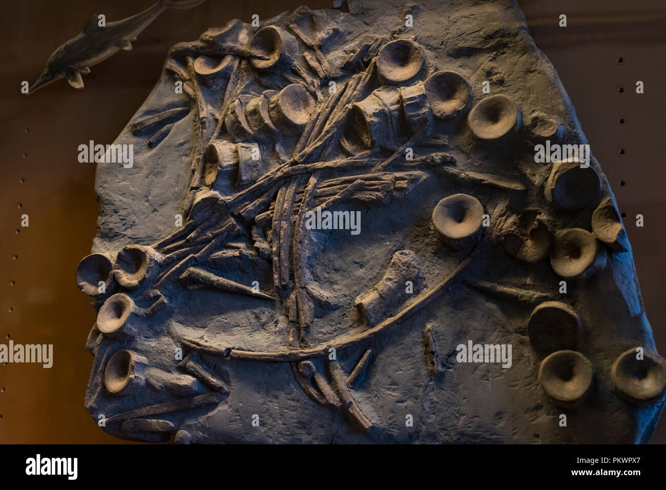 Protozoa development hi-res stock photography and images - Alamy
