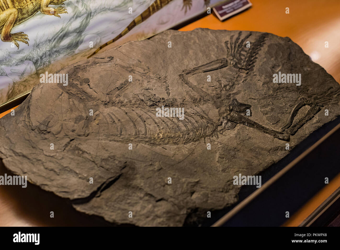 Protozoa development hi-res stock photography and images - Alamy