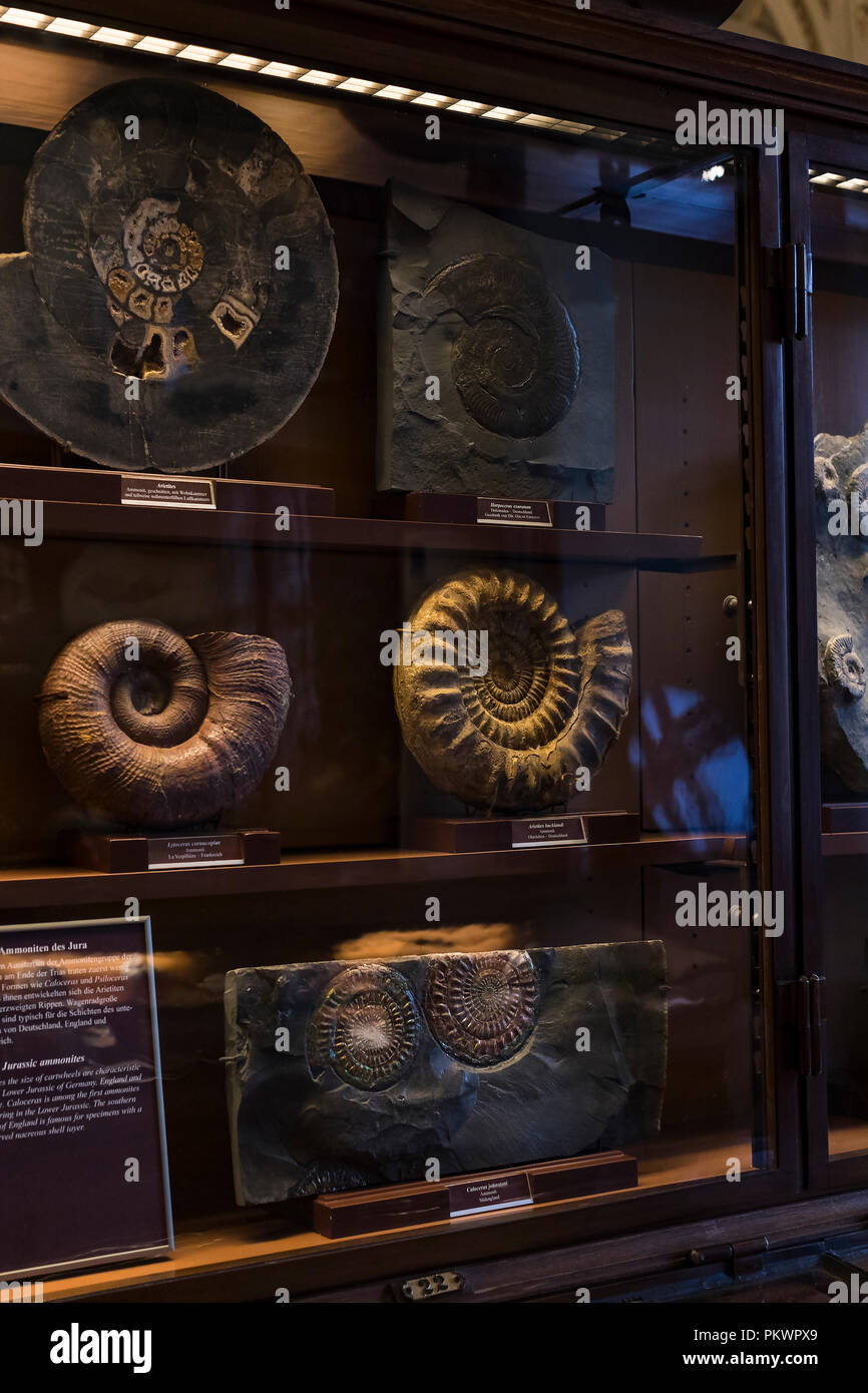 3 SEPTEMBER 2018, VIENNA, AUSTRIA: Exposition of fossil protozoa and ...