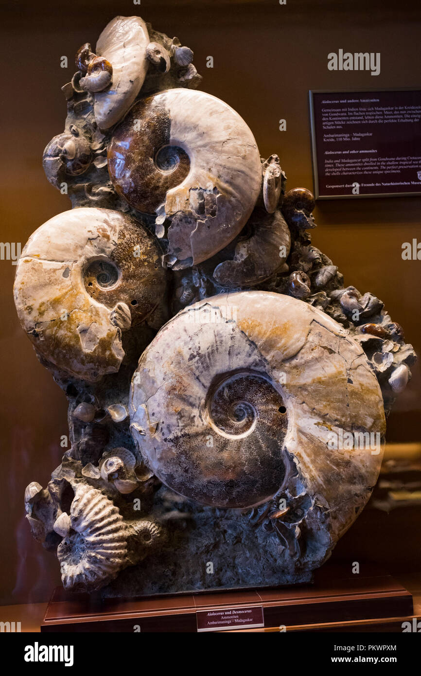 3 SEPTEMBER 2018, VIENNA, AUSTRIA: Exposition of fossil protozoa and ...