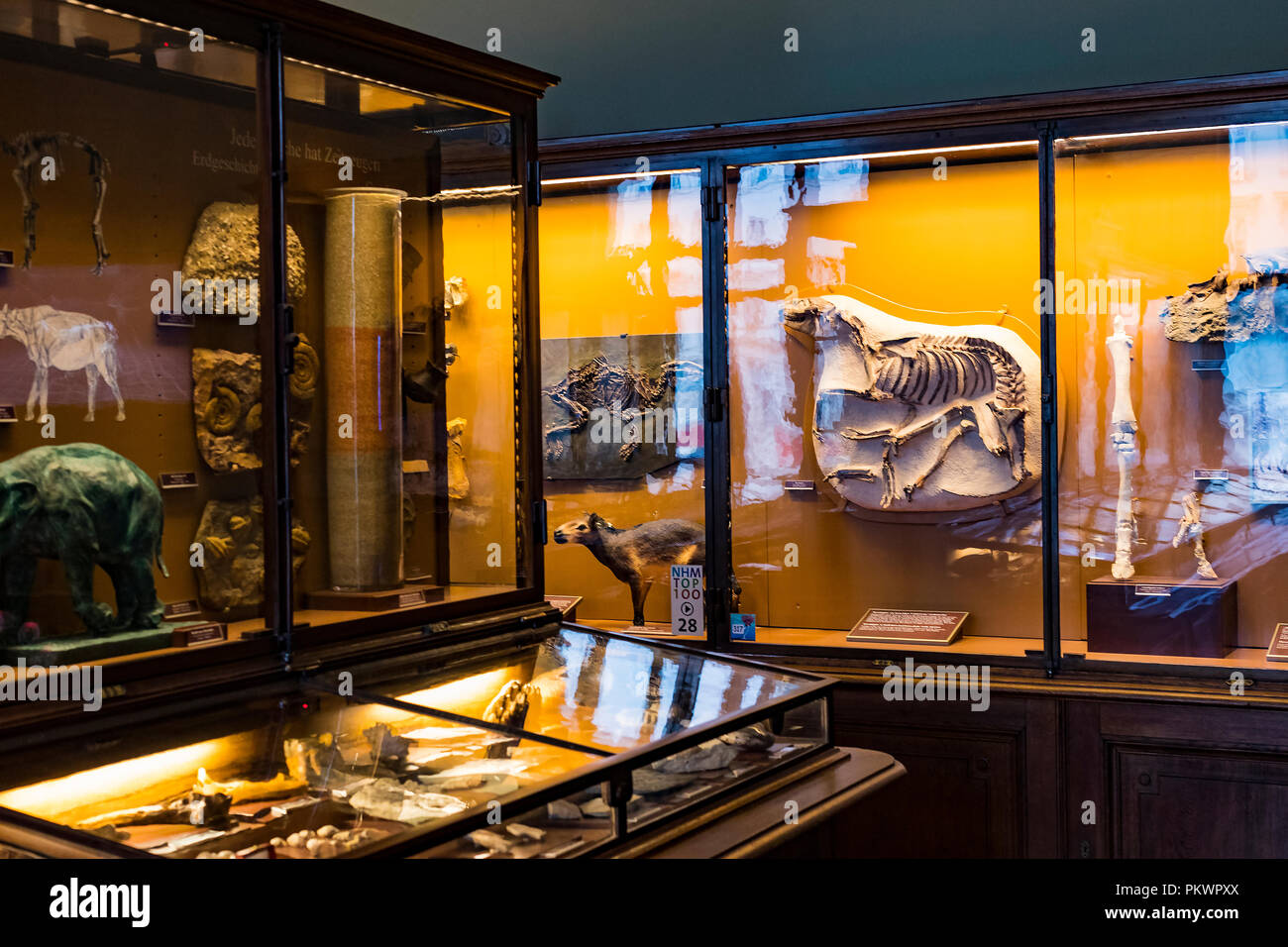 3 SEPTEMBER 2018, VIENNA, AUSTRIA: Exposition of fossil protozoa and ...