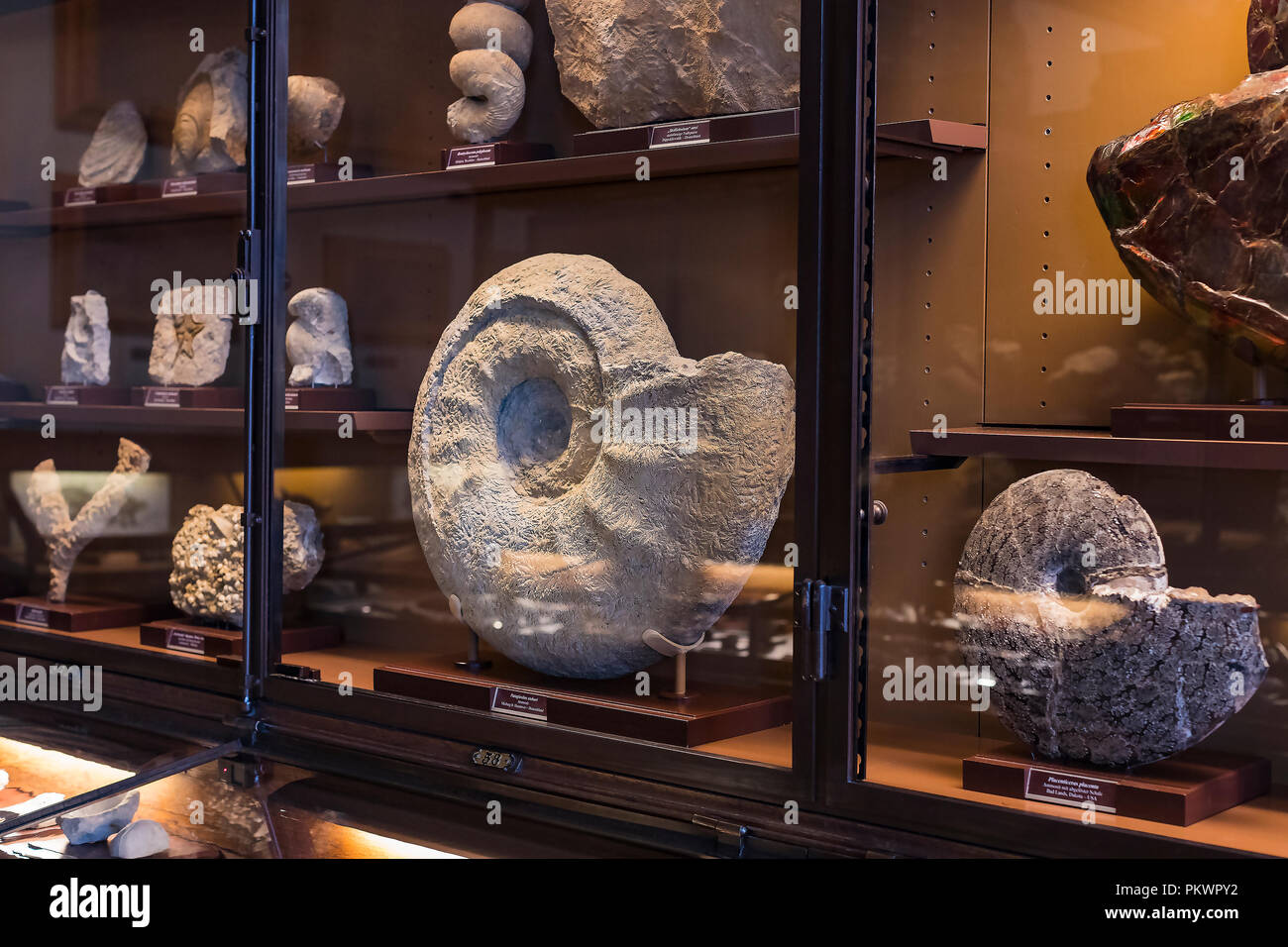 3 SEPTEMBER 2018, VIENNA, AUSTRIA: Exposition of fossil protozoa and ...