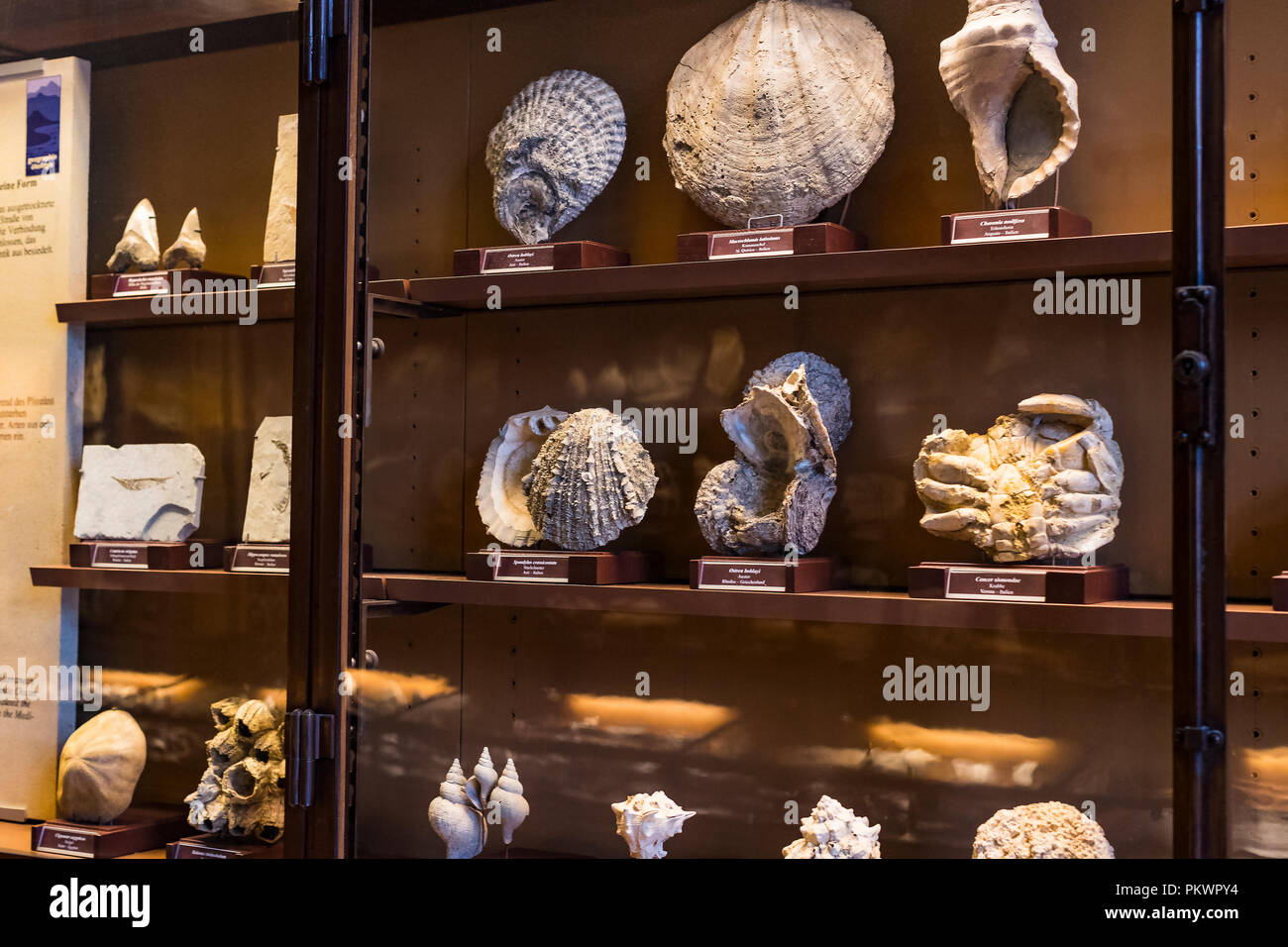 3 SEPTEMBER 2018, VIENNA, AUSTRIA: Exposition of fossil protozoa and ...