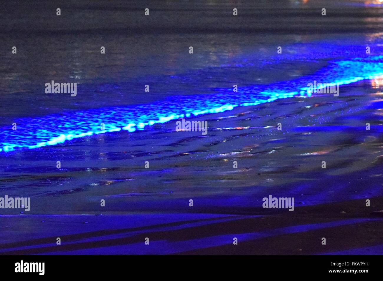 Electric Blue Glow on Pacific Coast Waves or Red Tide. The electric ...