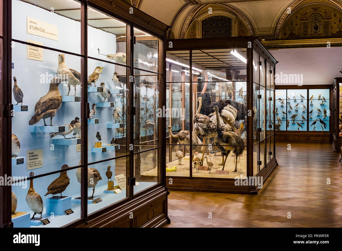 Habsburgs art collection hi-res stock photography and images - Alamy