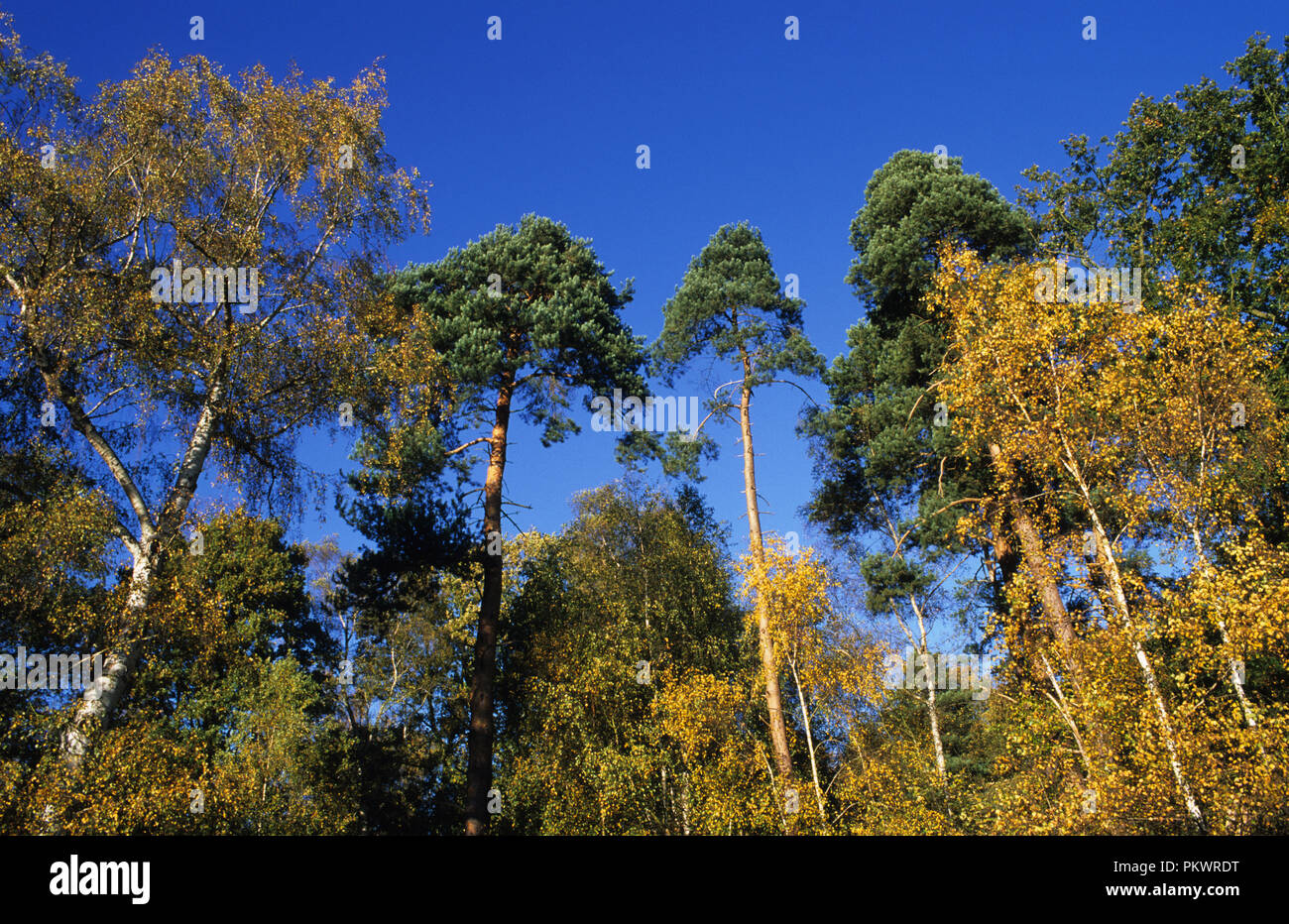 Mixed deciduous and coniferous trees during autumn in Surrey, England ...