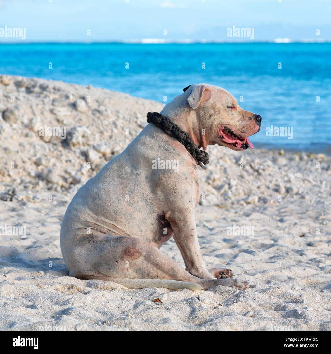 in polynesia beach a dog resting near the ocean Stock Photo - Alamy