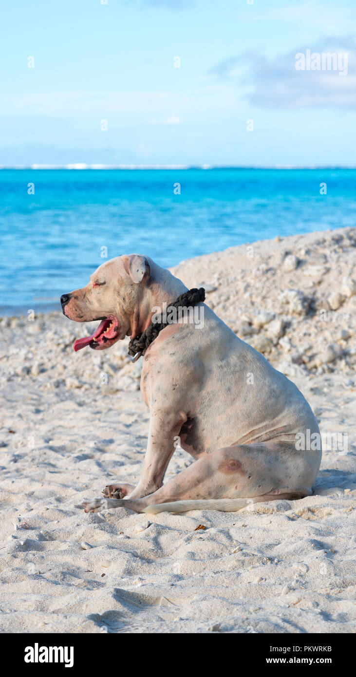 in polynesia beach a dog resting near the ocean Stock Photo - Alamy