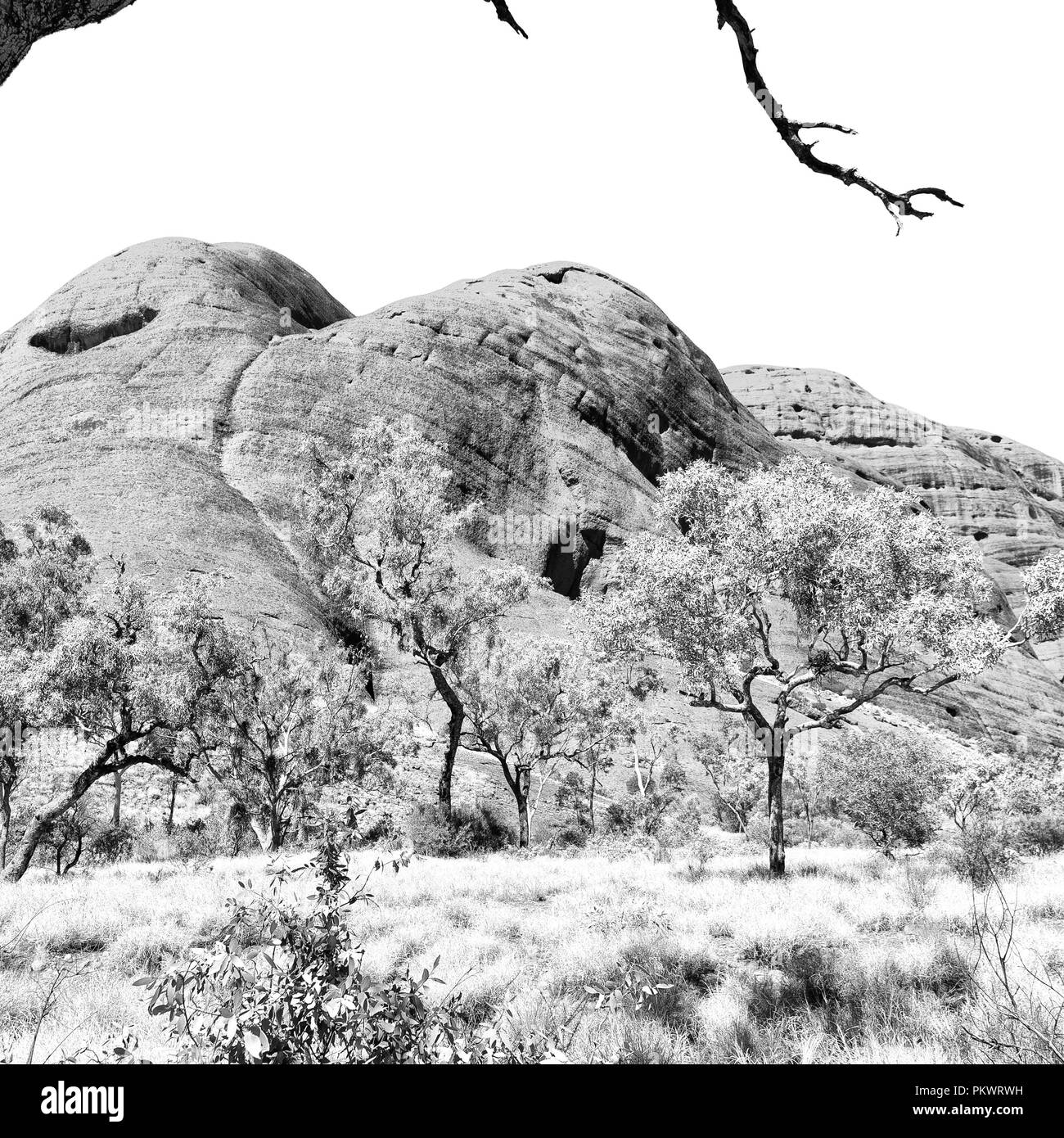in australia the outback canyon and the tree near mountain in the ...