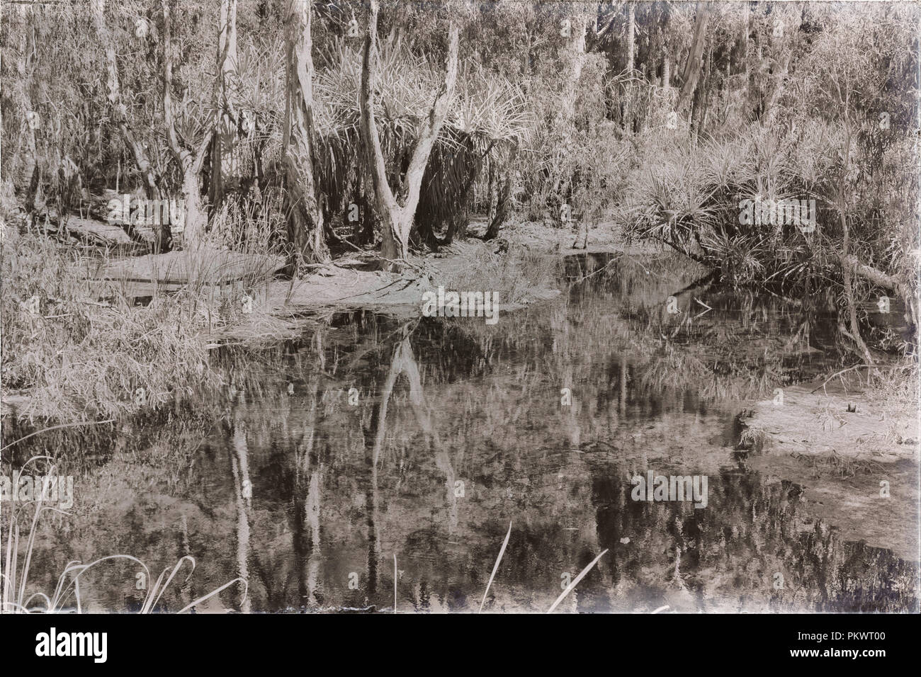 in australia mataranka river the palm and the lake in the nature Stock ...