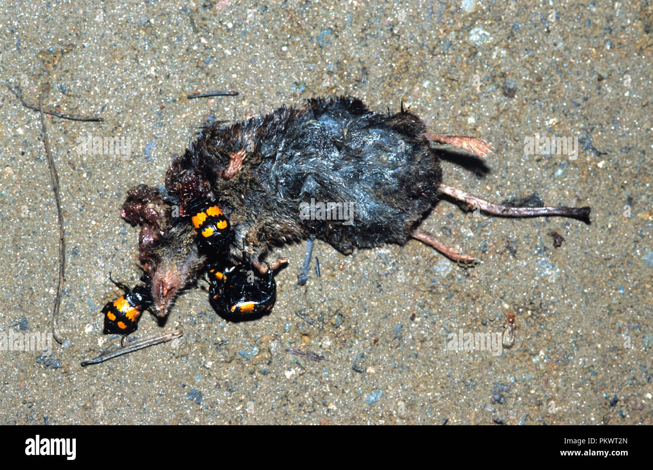 Beetle On Carcass Dead Body
