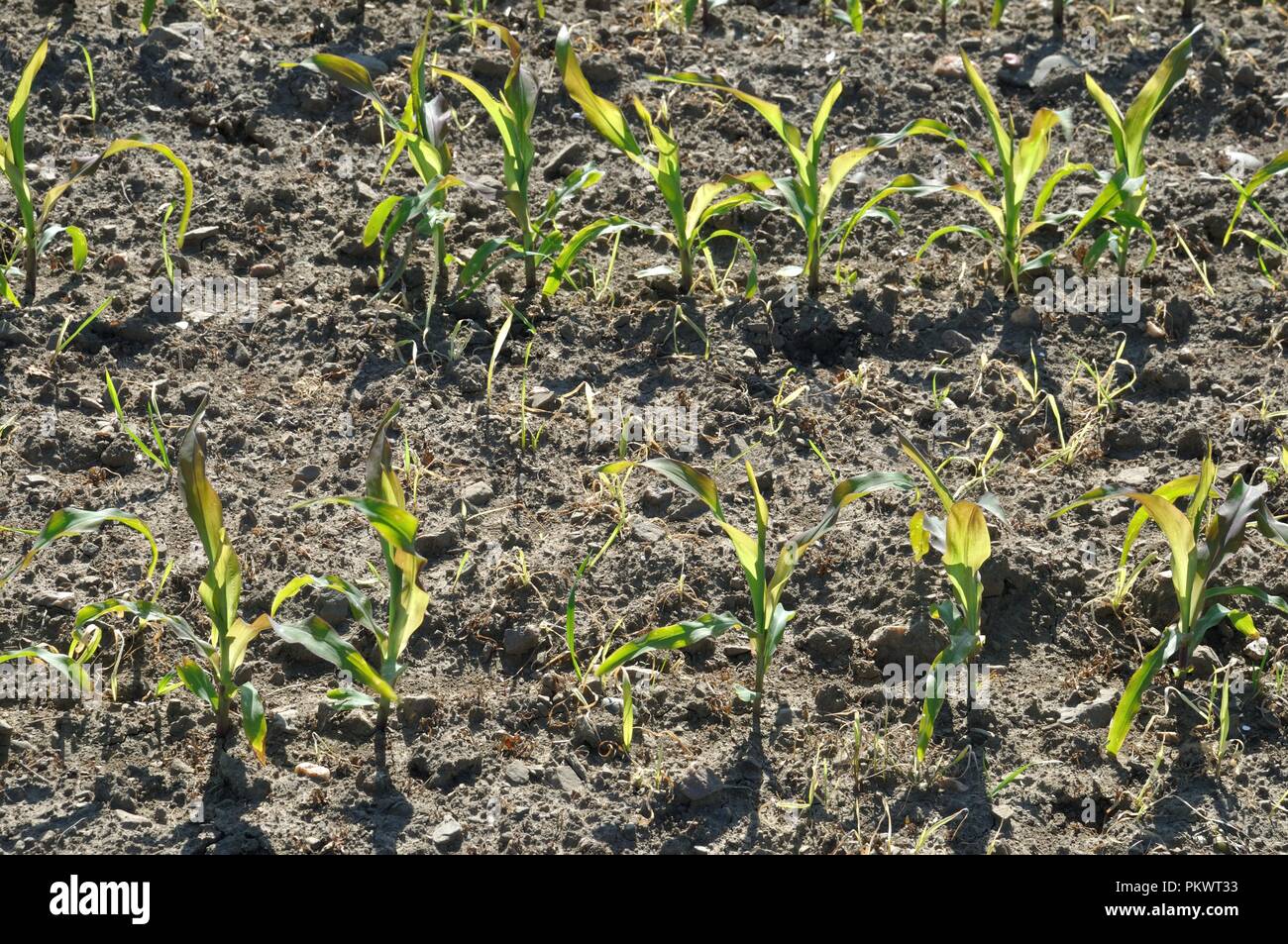 Corn field in Spring Stock Photo - Alamy