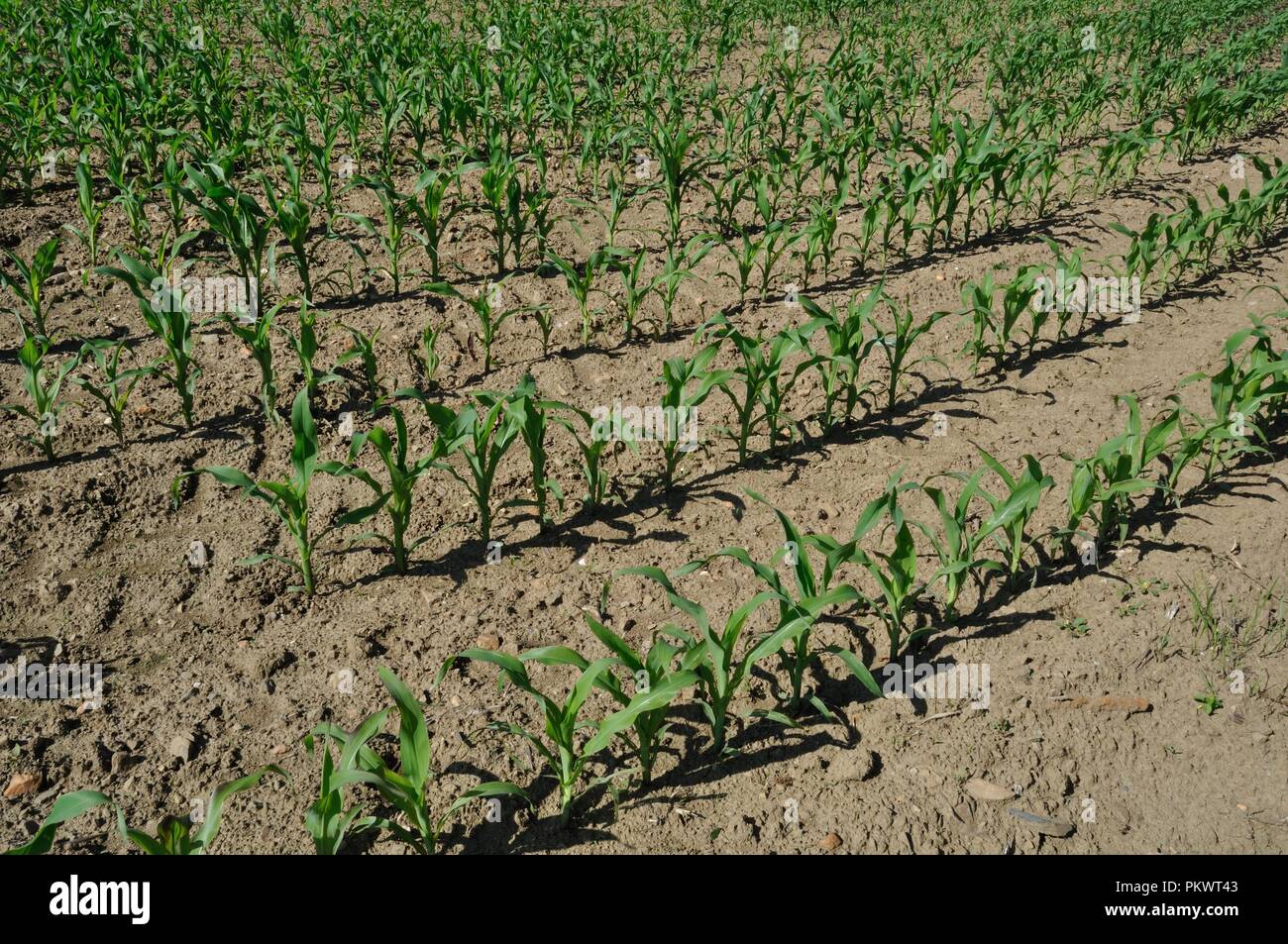 Corn field in Spring Stock Photo - Alamy