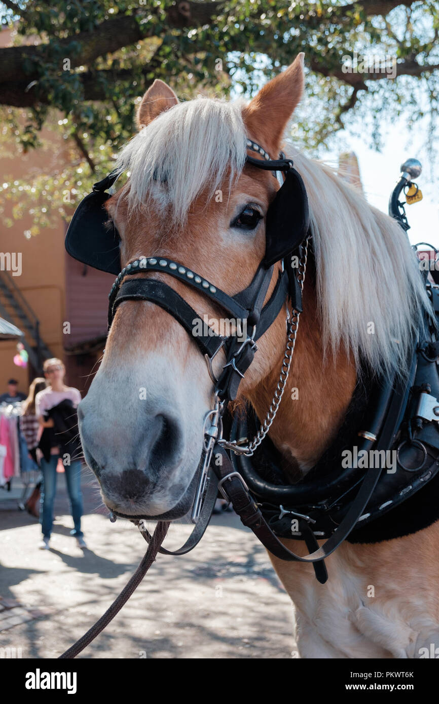 Hitched Stock Photos & Hitched Stock Images - Alamy
