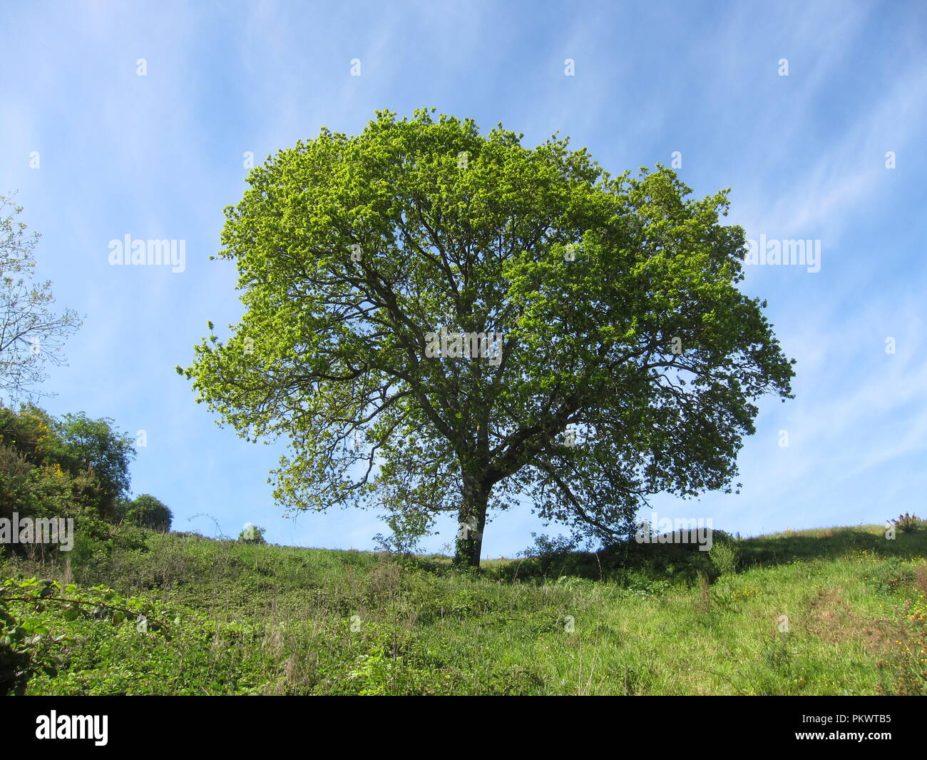 Tree at spring Stock Photo - Alamy
