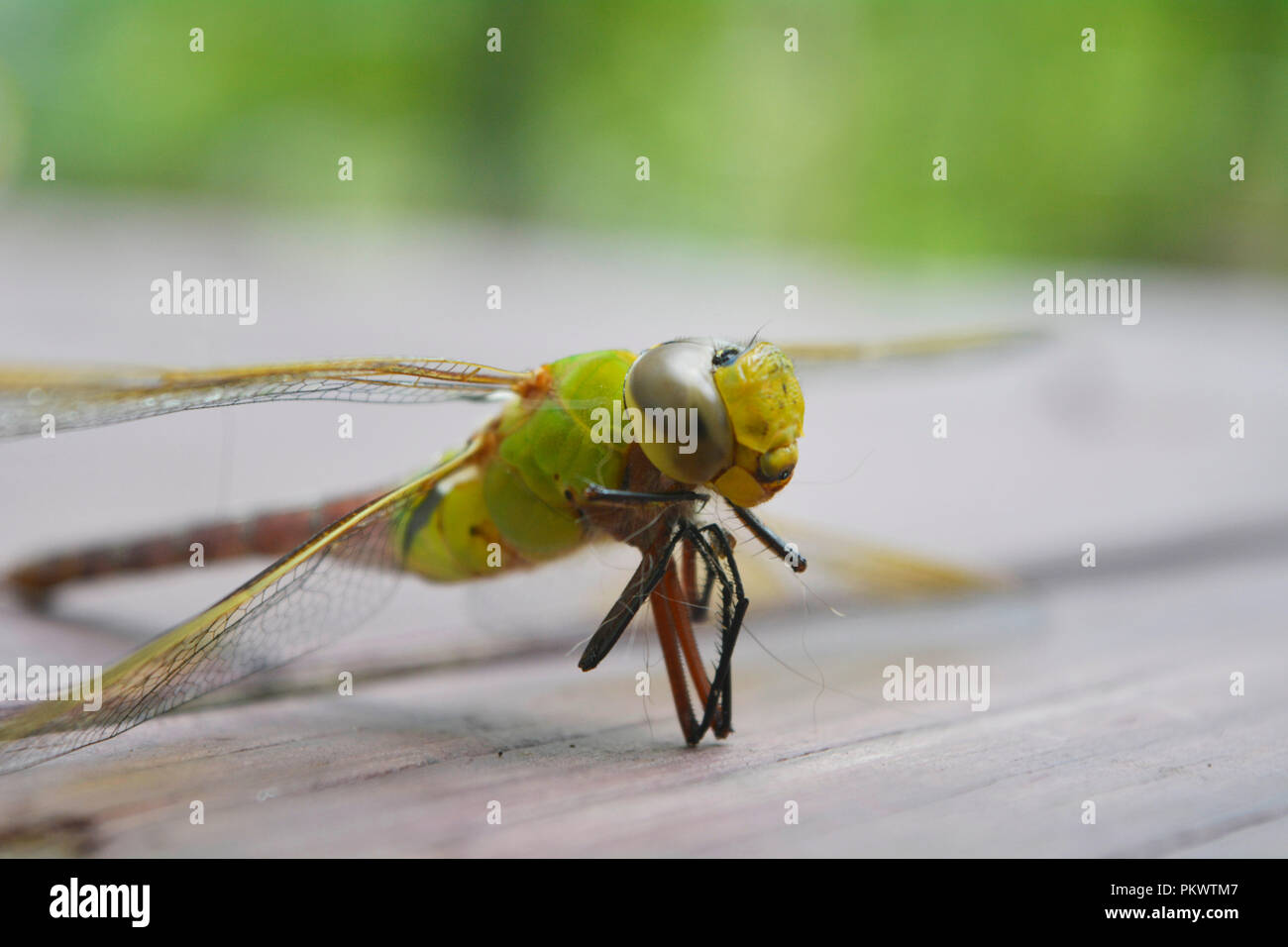 Bright dragonfly landed on front porch in Pennsylvania Stock Photo - Alamy