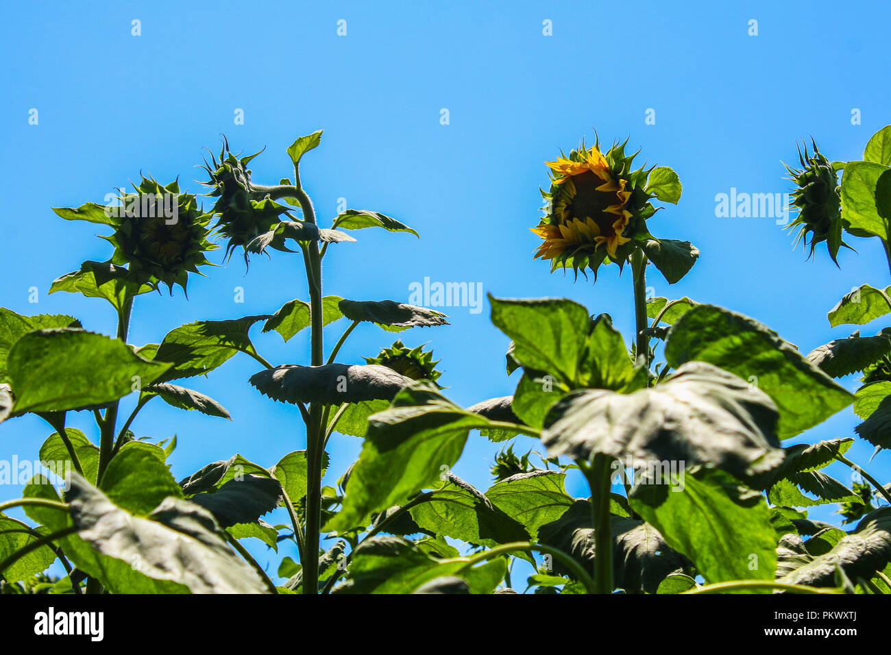 Sunflowers texture and background for designers. Macro view of ...
