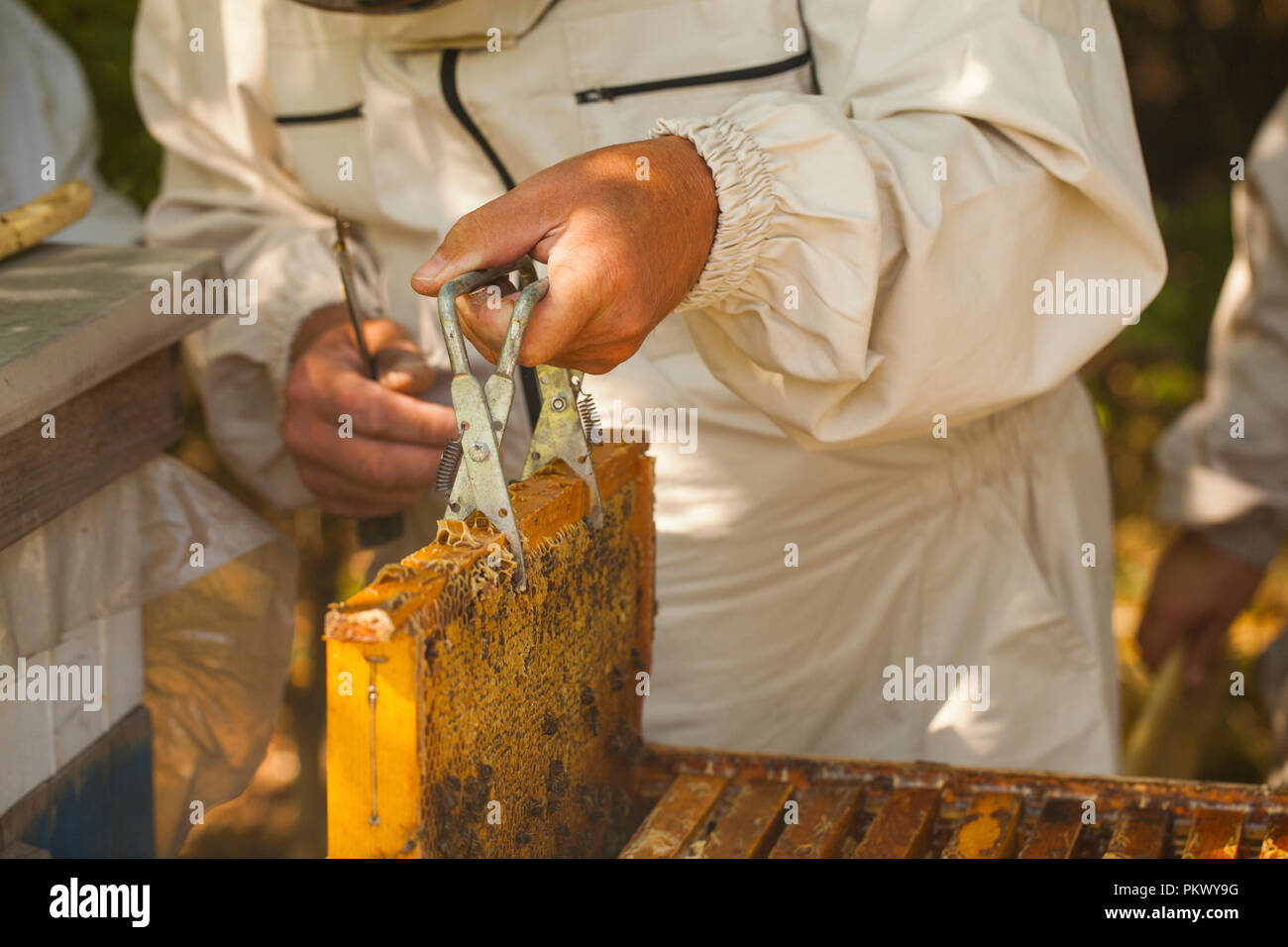 Insect comb hi-res stock photography and images - Alamy