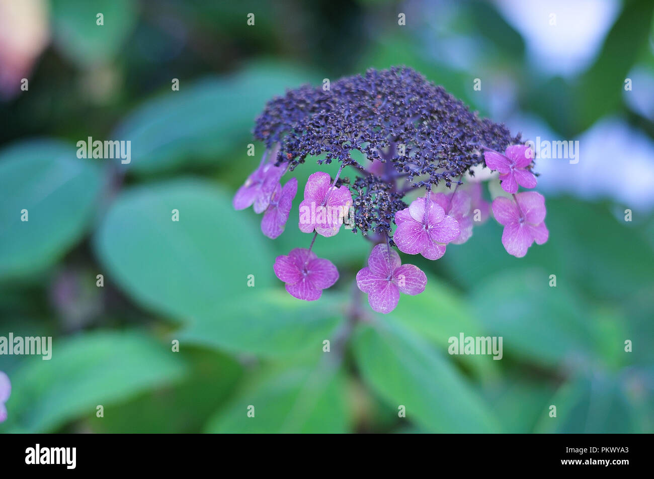 macrophotography of flower head of hydrangea aspera with purple florets ...